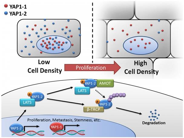The WW domains dictate isoform-specific regulation of YAP1 stability ...