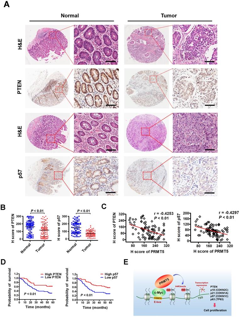 PRMT5-dependent transcriptional repression of c-Myc target genes ...