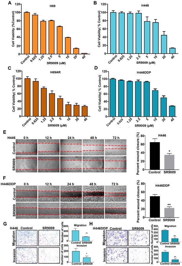 SR9009 induces a REV-ERB dependent anti-small-cell lung cancer effect ...