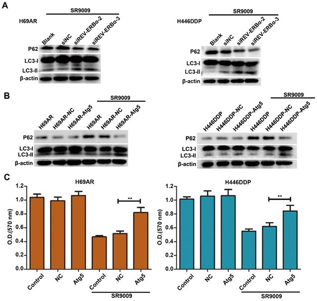 SR9009 induces a REV-ERB dependent anti-small-cell lung cancer effect ...