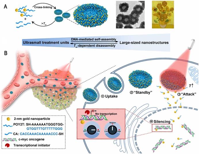 Ultrasmall gold nanoparticles in cancer diagnosis and therapy