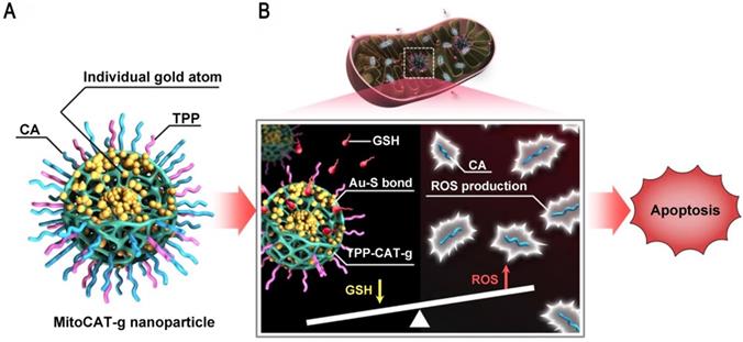 Ultrasmall gold nanoparticles in cancer diagnosis and therapy
