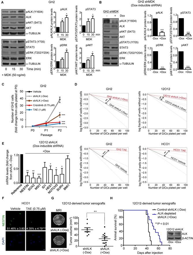 Midkine signaling maintains the self-renewal and tumorigenic capacity ...