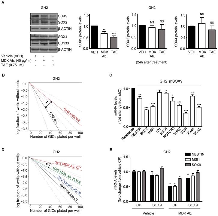 Midkine signaling maintains the self-renewal and tumorigenic capacity ...