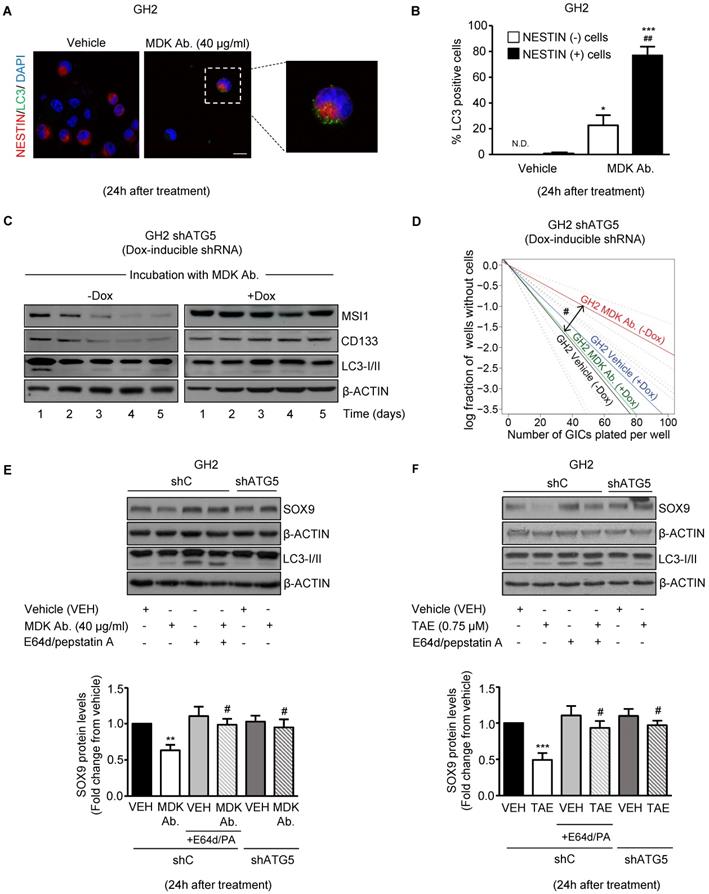 Midkine signaling maintains the self-renewal and tumorigenic capacity ...