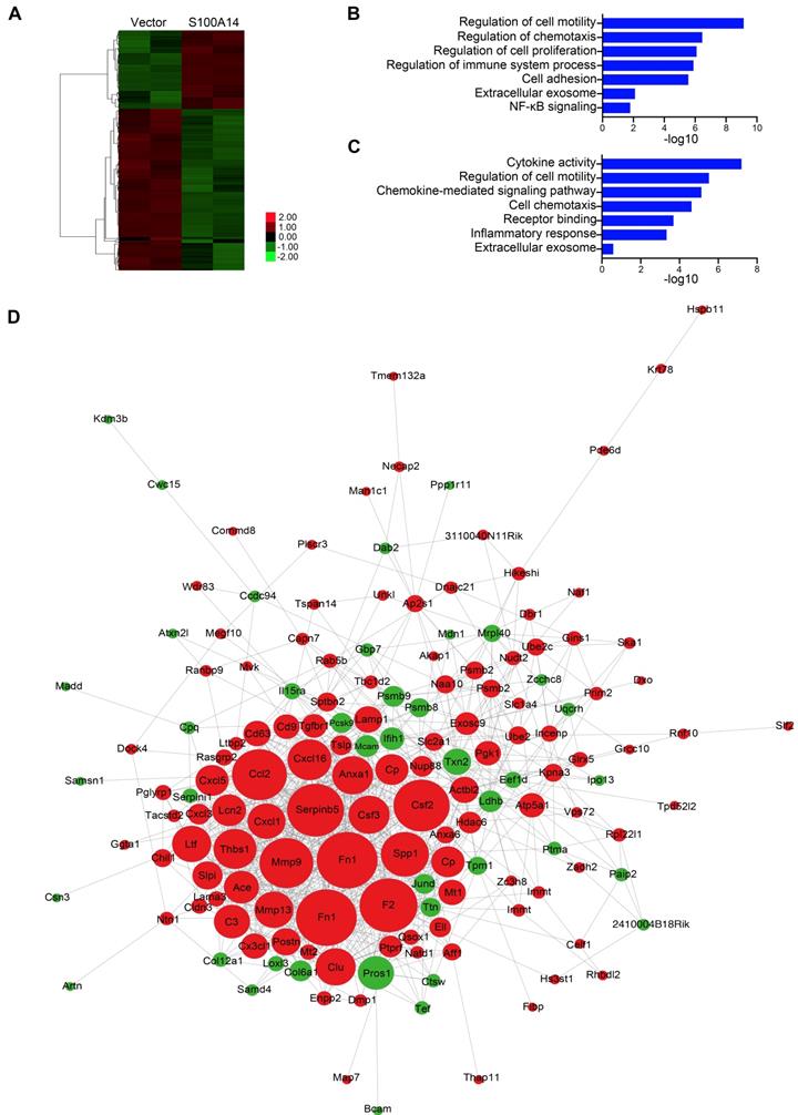 A S100A14-CCL2/CXCL5 signaling axis drives breast cancer metastasis