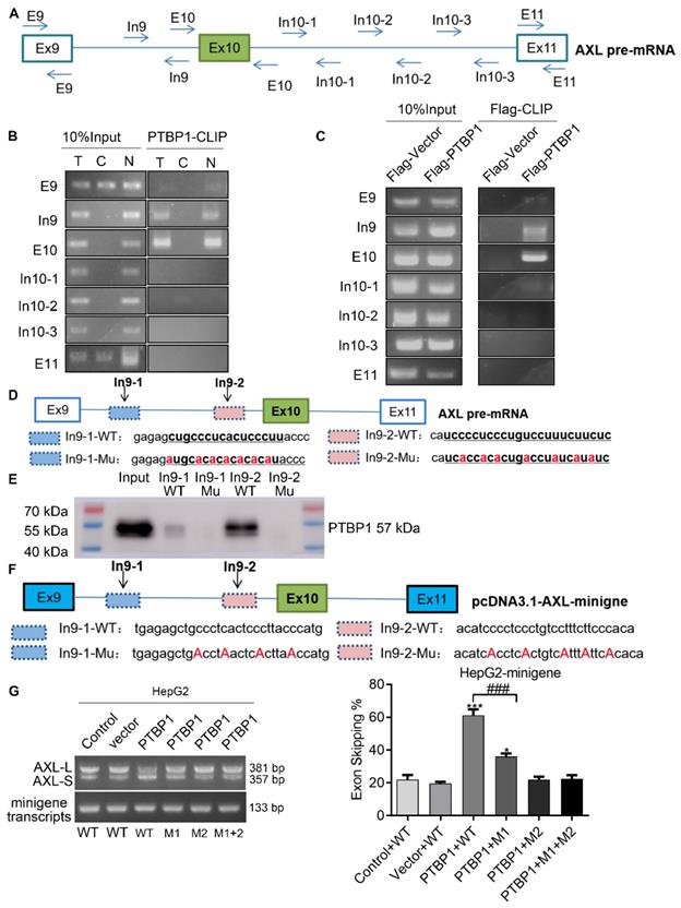 Skipping of exon 10 in Axl pre-mRNA regulated by PTBP1 mediates ...