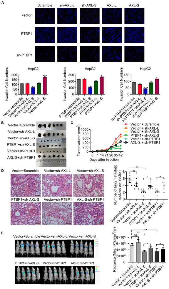 Skipping of exon 10 in Axl pre-mRNA regulated by PTBP1 mediates ...
