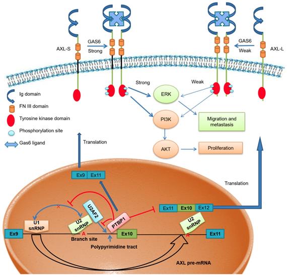 Skipping of exon 10 in Axl pre-mRNA regulated by PTBP1 mediates ...