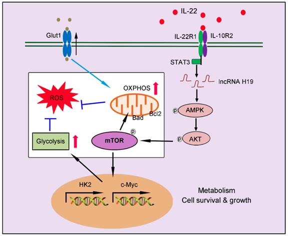 Interleukin-22 drives a metabolic adaptive reprogramming to maintain ...