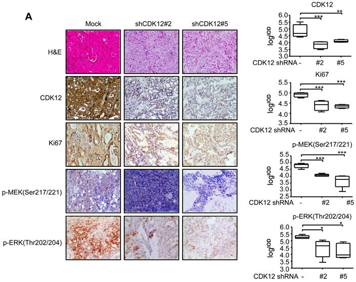 CDK12 and PAK2 as novel therapeutic targets for human gastric cancer