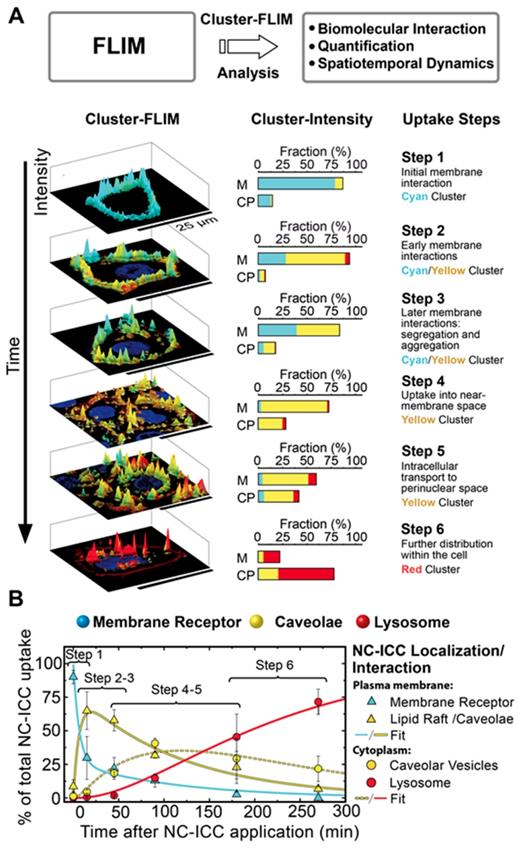 Faster, sharper, more precise: Automated Cluster-FLIM in preclinical ...