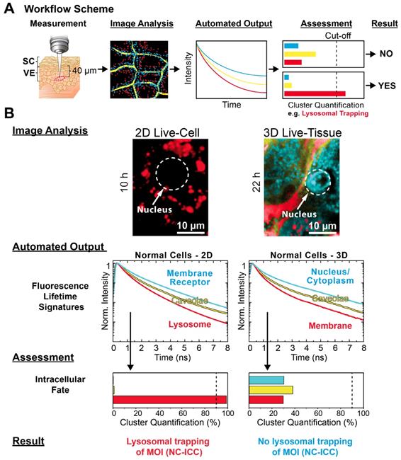 Faster, sharper, more precise: Automated Cluster-FLIM in preclinical ...