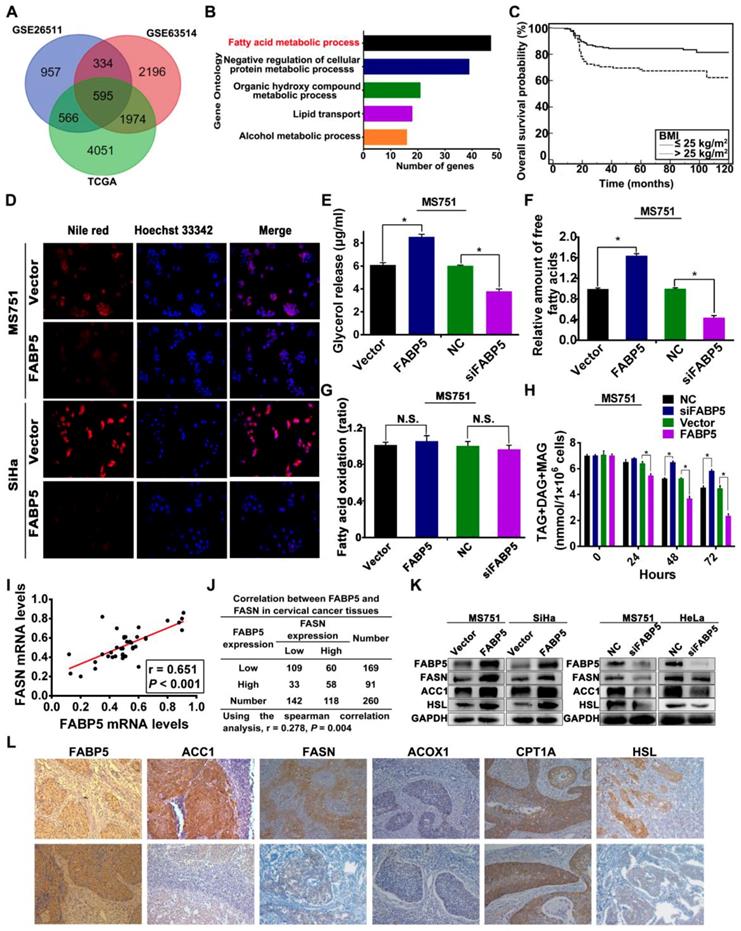 FABP5 promotes lymph node metastasis in cervical cancer by ...