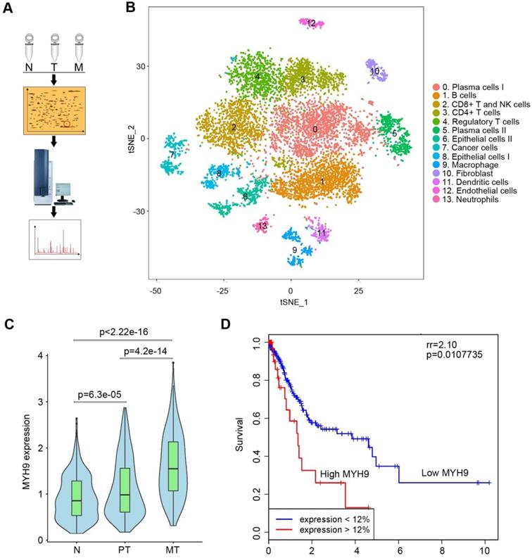 Nuclear MYH9-induced CTNNB1 transcription, targeted by staurosporin ...