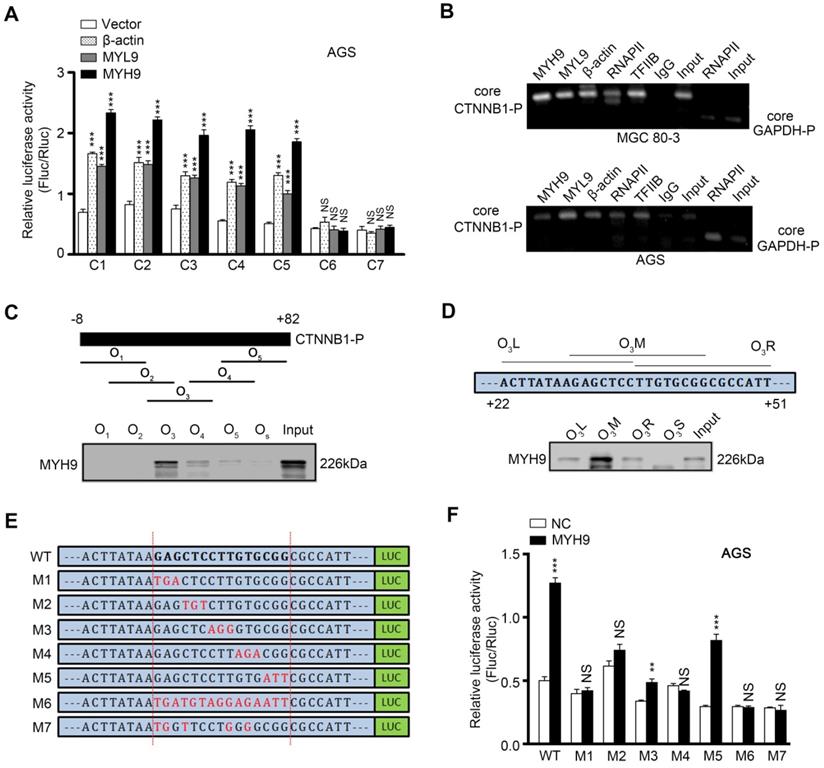 Nuclear MYH9-induced CTNNB1 transcription, targeted by staurosporin ...