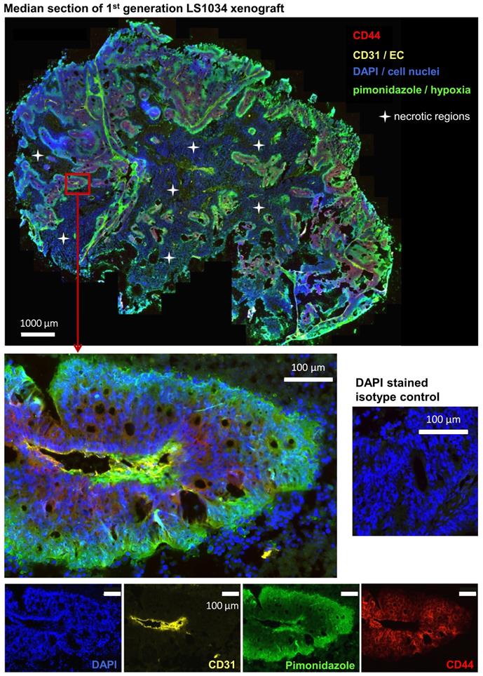 Microenvironmentally-driven Plasticity of CD44 isoform expression ...