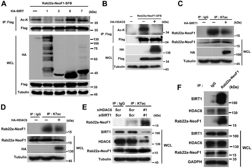 Acetylation dependent functions of Rab22a-NeoF1 Fusion Protein in ...
