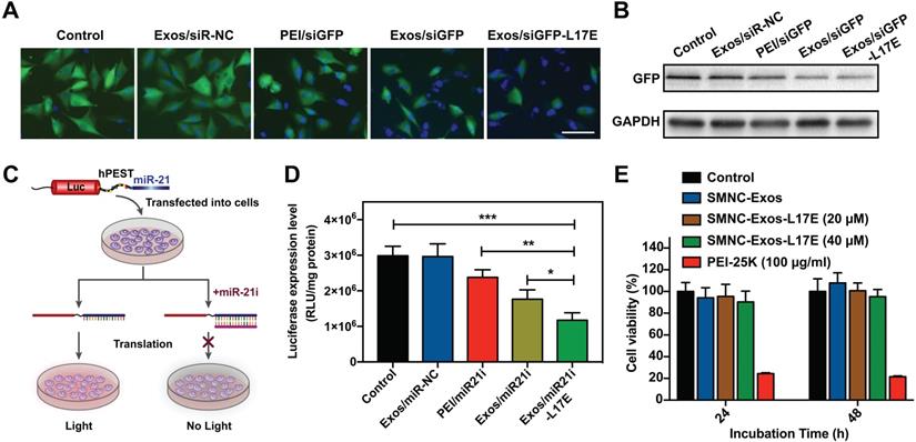 Engineering blood exosomes for tumor-targeting efficient gene/chemo ...