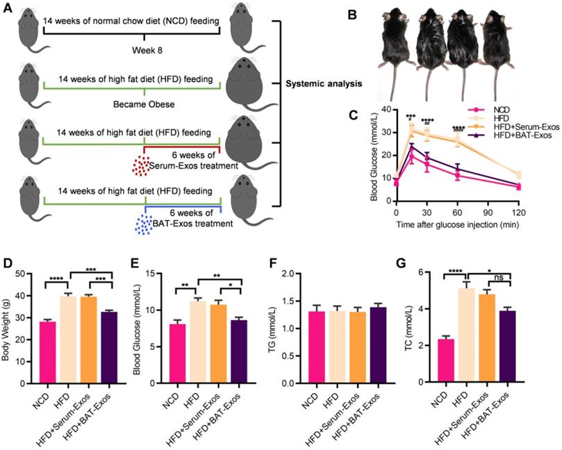 Brown adipose tissue-derived exosomes mitigate the metabolic syndrome ...