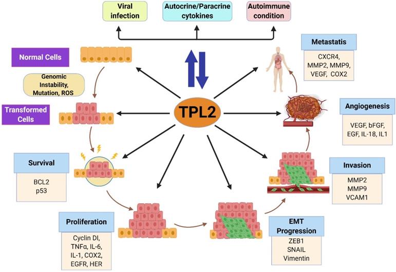 Tumor progression locus 2 (TPL2) in tumor-promoting Inflammation ...