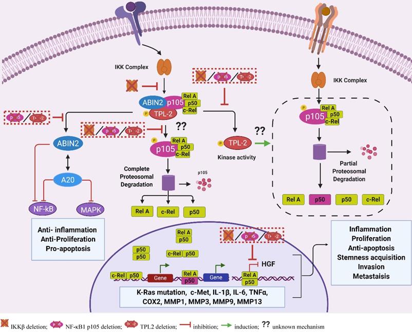 Tumor progression locus 2 (TPL2) in tumor-promoting Inflammation ...
