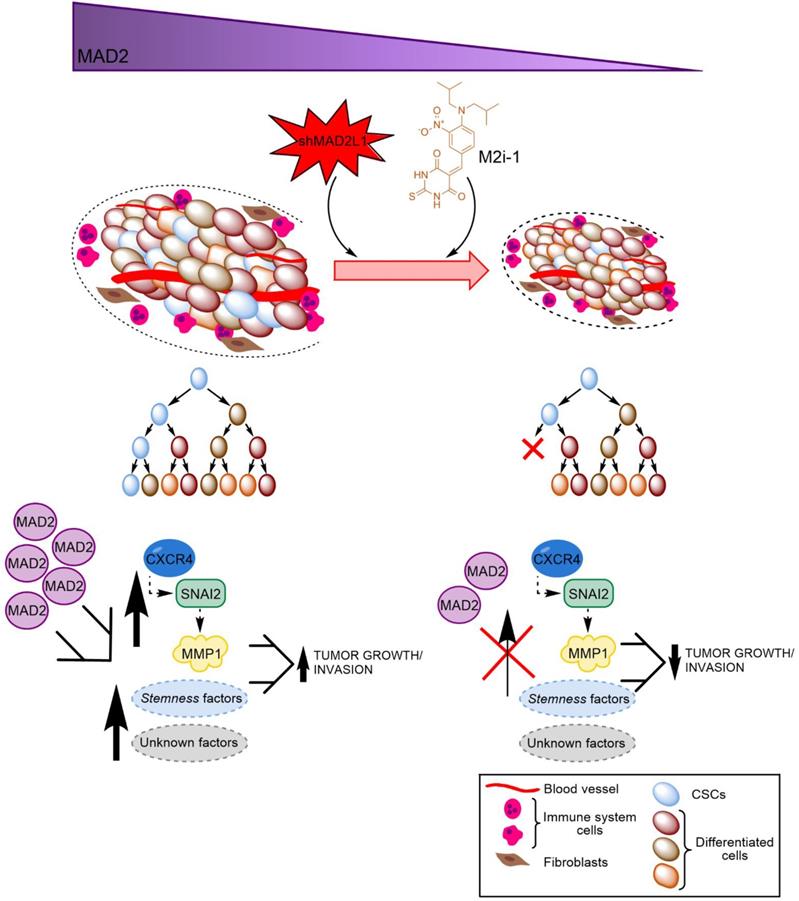 Targeting MAD2 modulates stemness and tumorigenesis in human Gastric ...