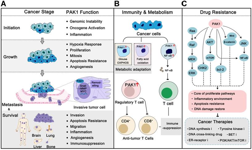 P21-Activated Kinase 1: Emerging biological functions and potential ...