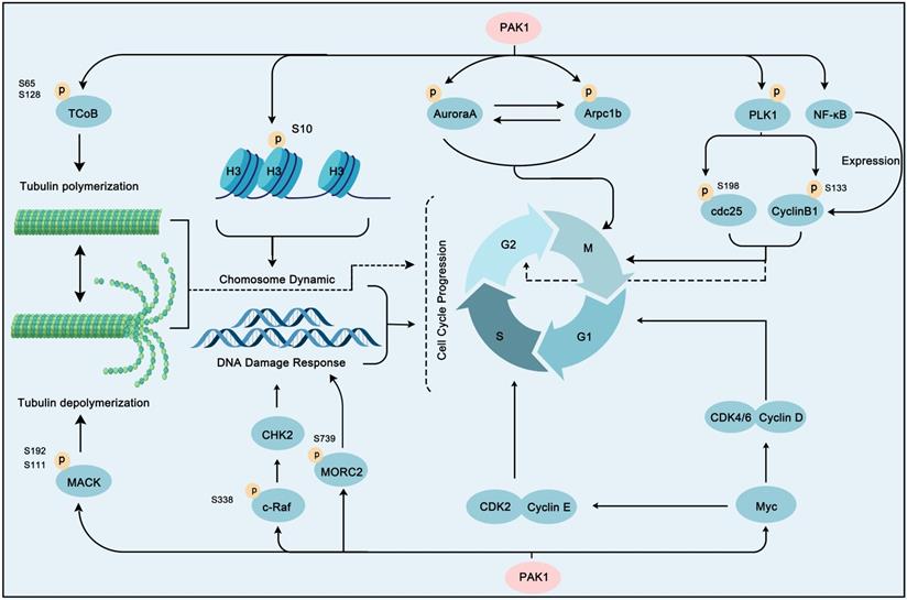 P21-Activated Kinase 1: Emerging biological functions and potential ...