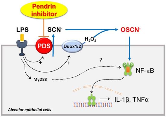 Inhibition of Pendrin by a small molecule reduces Lipopolysaccharide ...