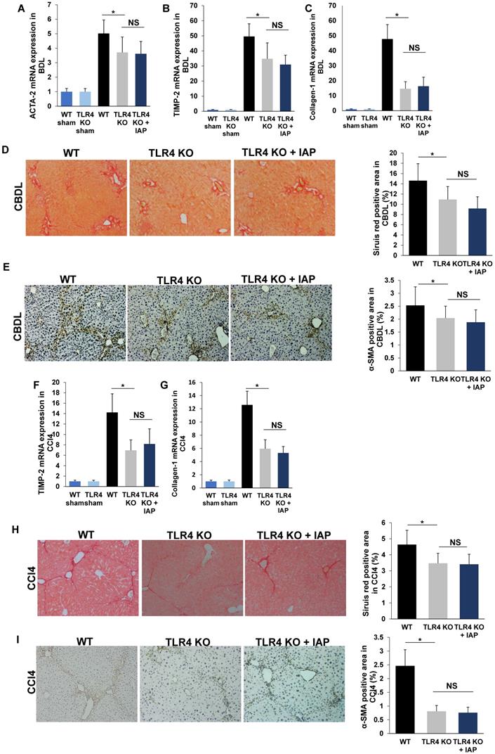 A role for intestinal alkaline phosphatase in preventing liver fibrosis