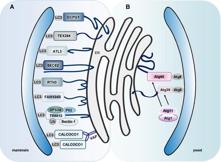 Selective autophagy of intracellular organelles: recent research advances