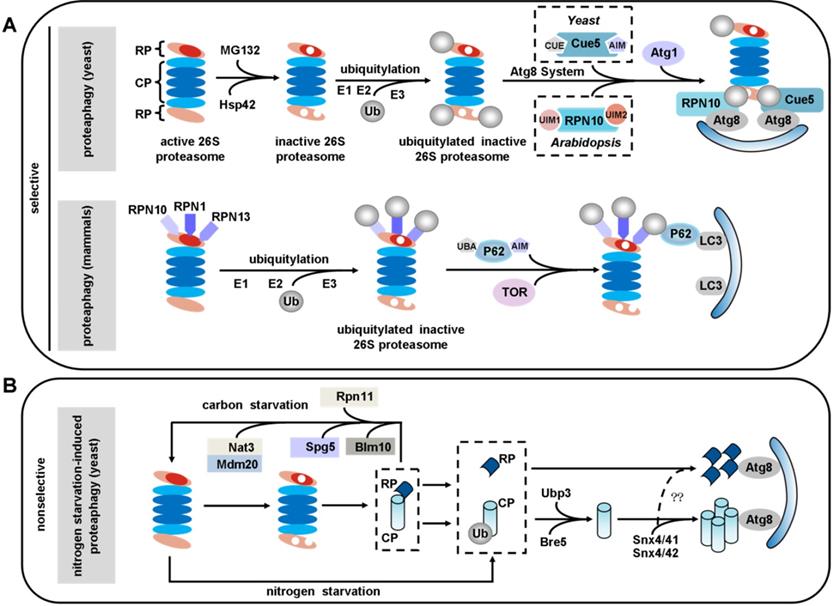 Selective autophagy of intracellular organelles: recent research advances