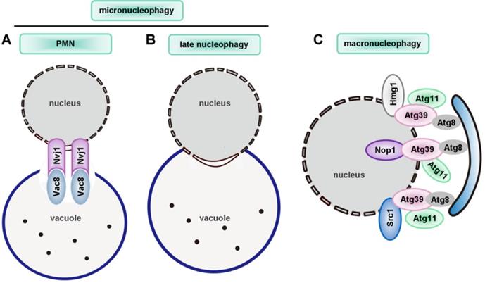 Selective autophagy of intracellular organelles: recent research advances