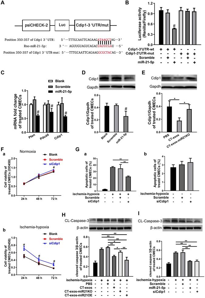 Cardiac telocytes inhibit cardiac microvascular endothelial cell ...