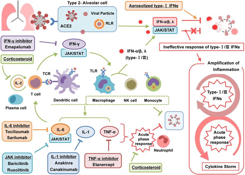Immunopathogenesis and treatment of cytokine storm in COVID-19