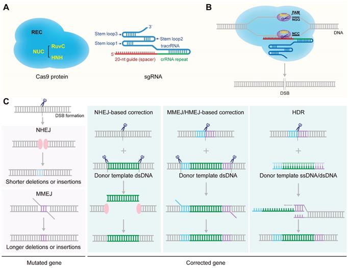 Strategies in the delivery of Cas9 ribonucleoprotein for CRISPR/Cas9 ...