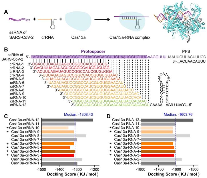 Rapid design and development of CRISPR-Cas13a targeting SARS-CoV-2 ...