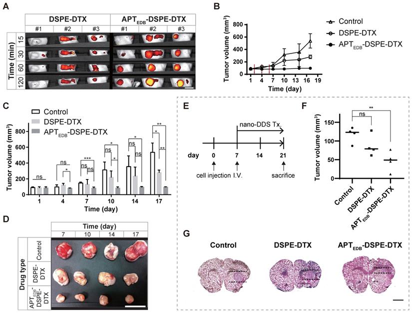 Extra-domain B of fibronectin as an alternative target for drug ...
