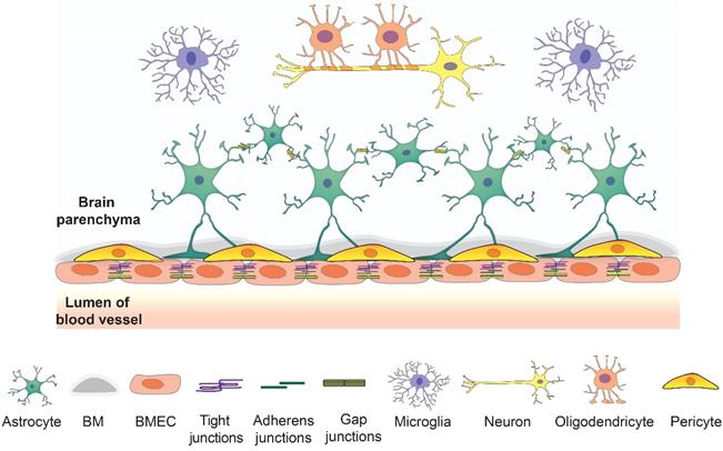 Recent progress and new challenges in modeling of human pluripotent ...