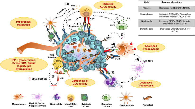 The Current Landscape of Antibody-based Therapies in Solid Malignancies