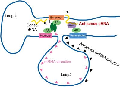 Functional roles of antisense enhancer RNA for promoting prostate ...
