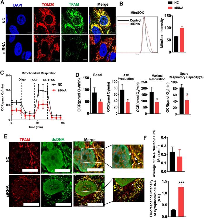Mitochondrial ROS promote mitochondrial dysfunction and inflammation in ...