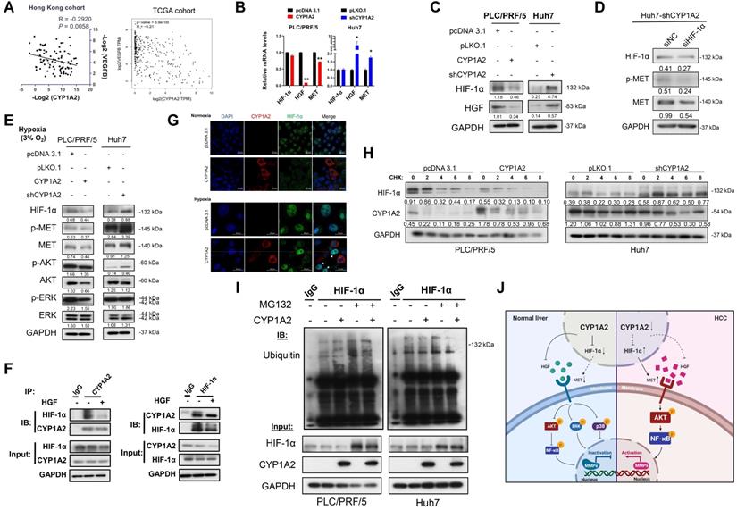 CYP1A2 suppresses hepatocellular carcinoma through antagonizing HGF/MET ...