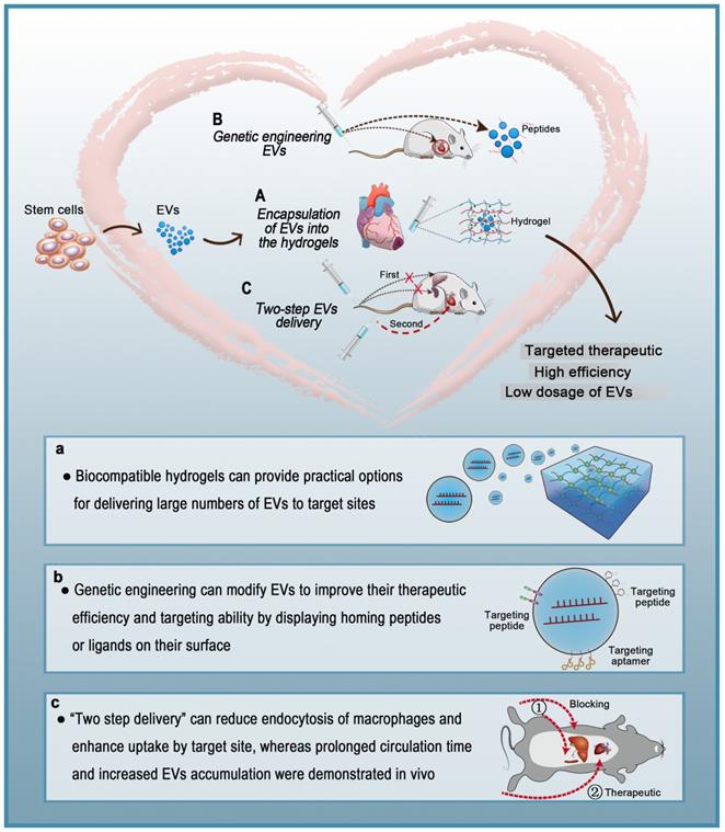 Targeted delivery of extracellular vesicles in heart injury