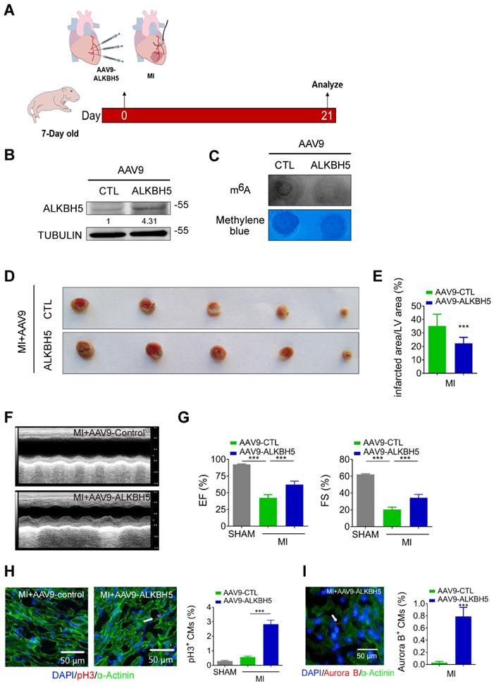 ALKBH5 regulates cardiomyocyte proliferation and heart regeneration by ...