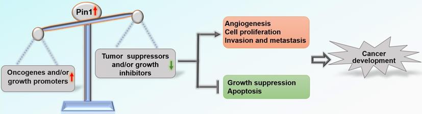 Roles of peptidyl-prolyl isomerase Pin1 in disease pathogenesis