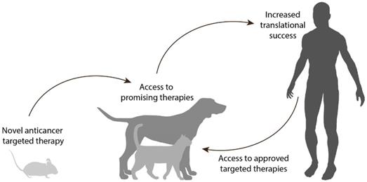 Molecular targets for anticancer therapies in companion animals and ...