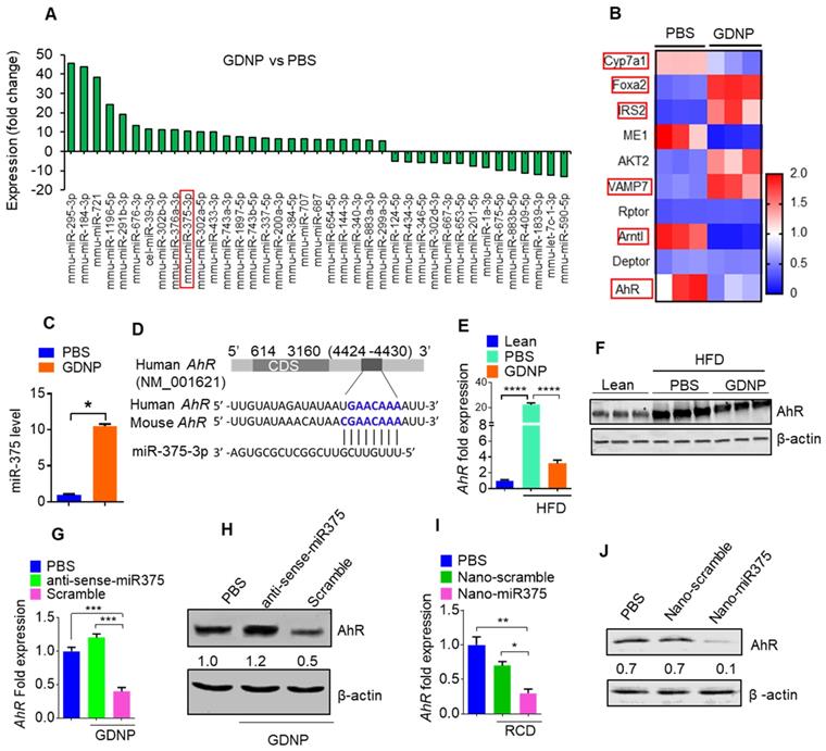 miR-375 prevents high-fat diet-induced insulin resistance and obesity ...
