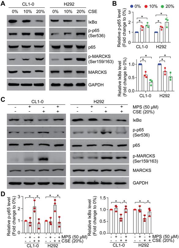 MARCKS cooperates with NKAP to activate NF-kB signaling in smoke ...